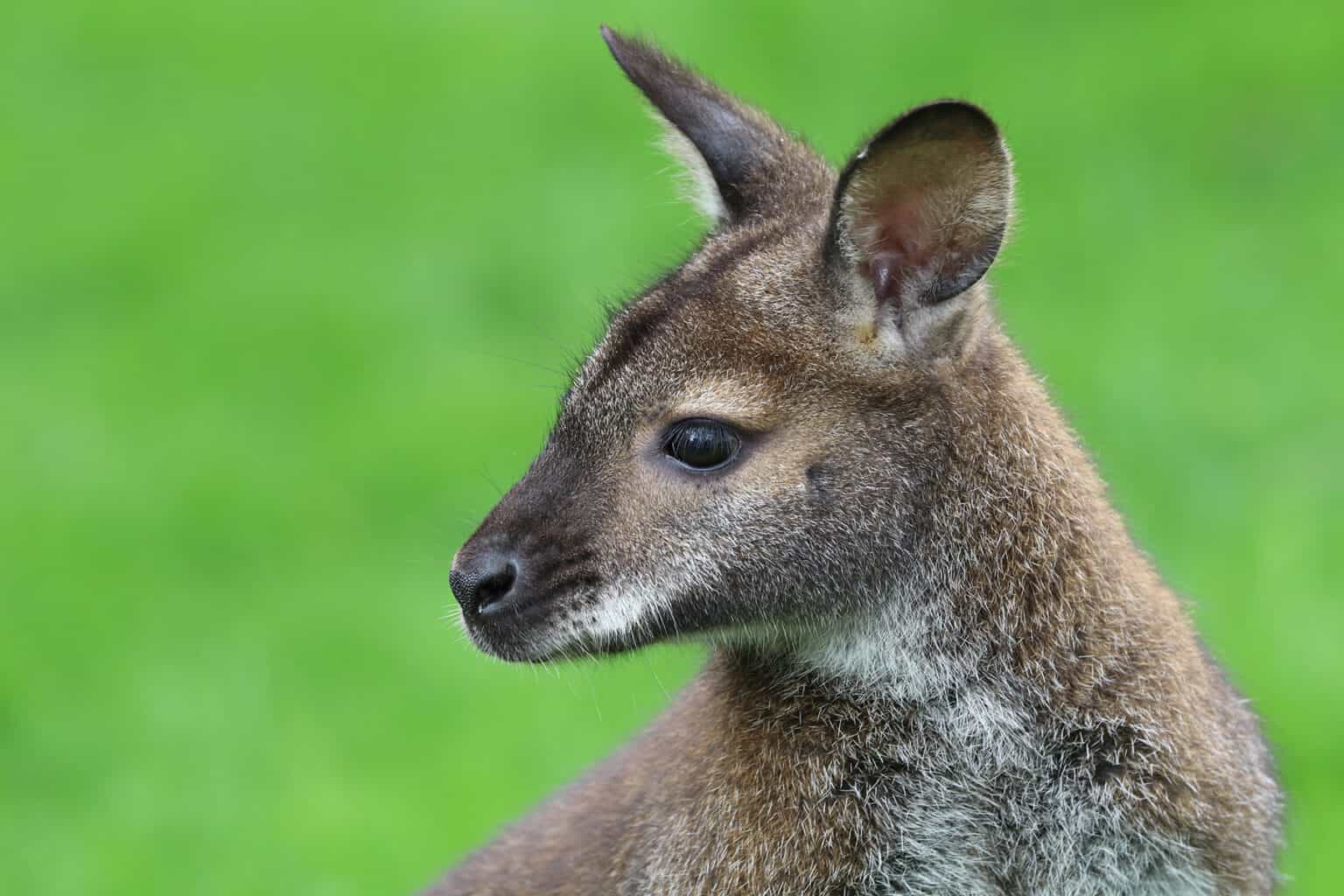 Animals - Capel Manor Gardens
