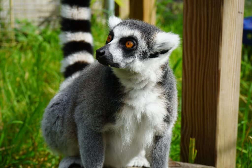 Ring-tailed Lemur - Capel Manor Gardens