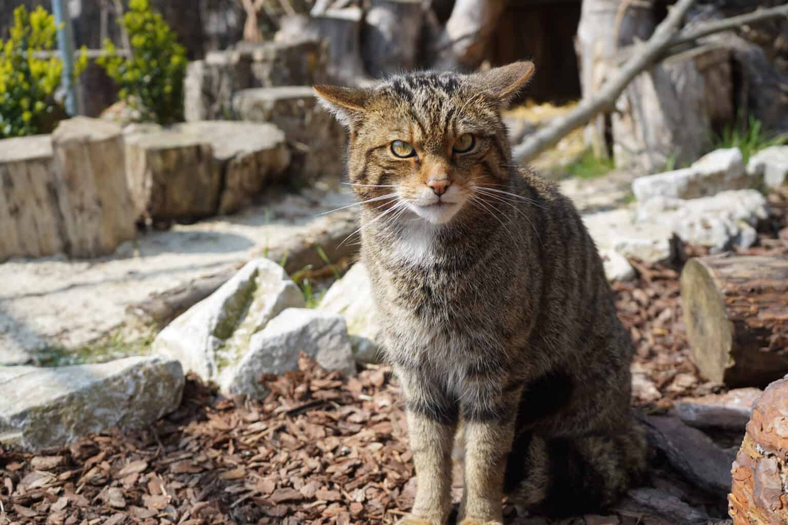 Scottish wildcat - Capel Manor Gardens