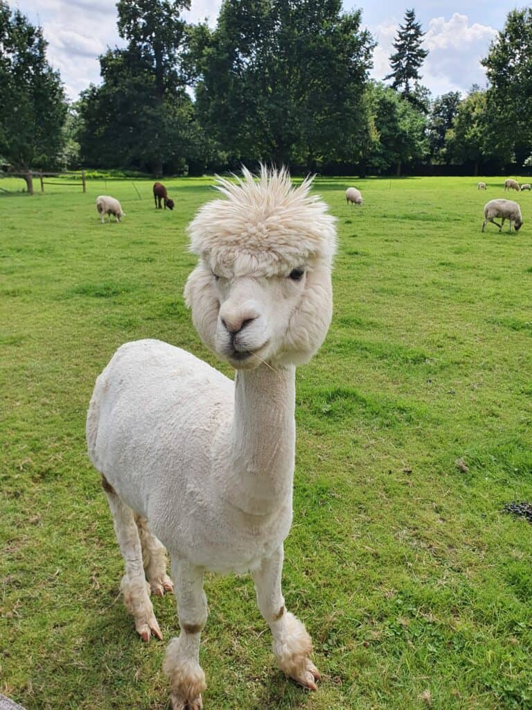 Huacaya alpaca - Capel Manor Gardens