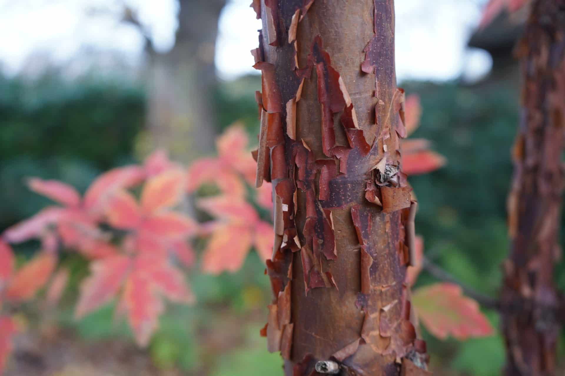 Winter Colours in the Gardens - Capel Manor Gardens