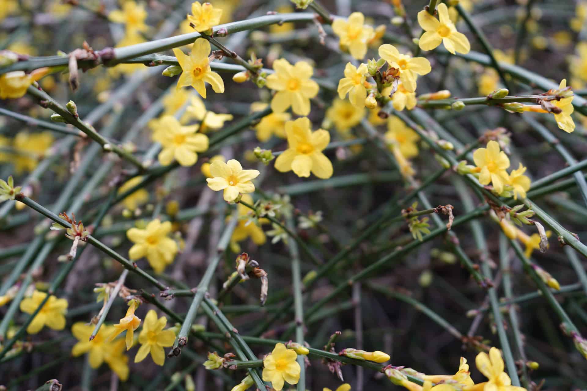 Winter Delights in the Gardens - Capel Manor Gardens