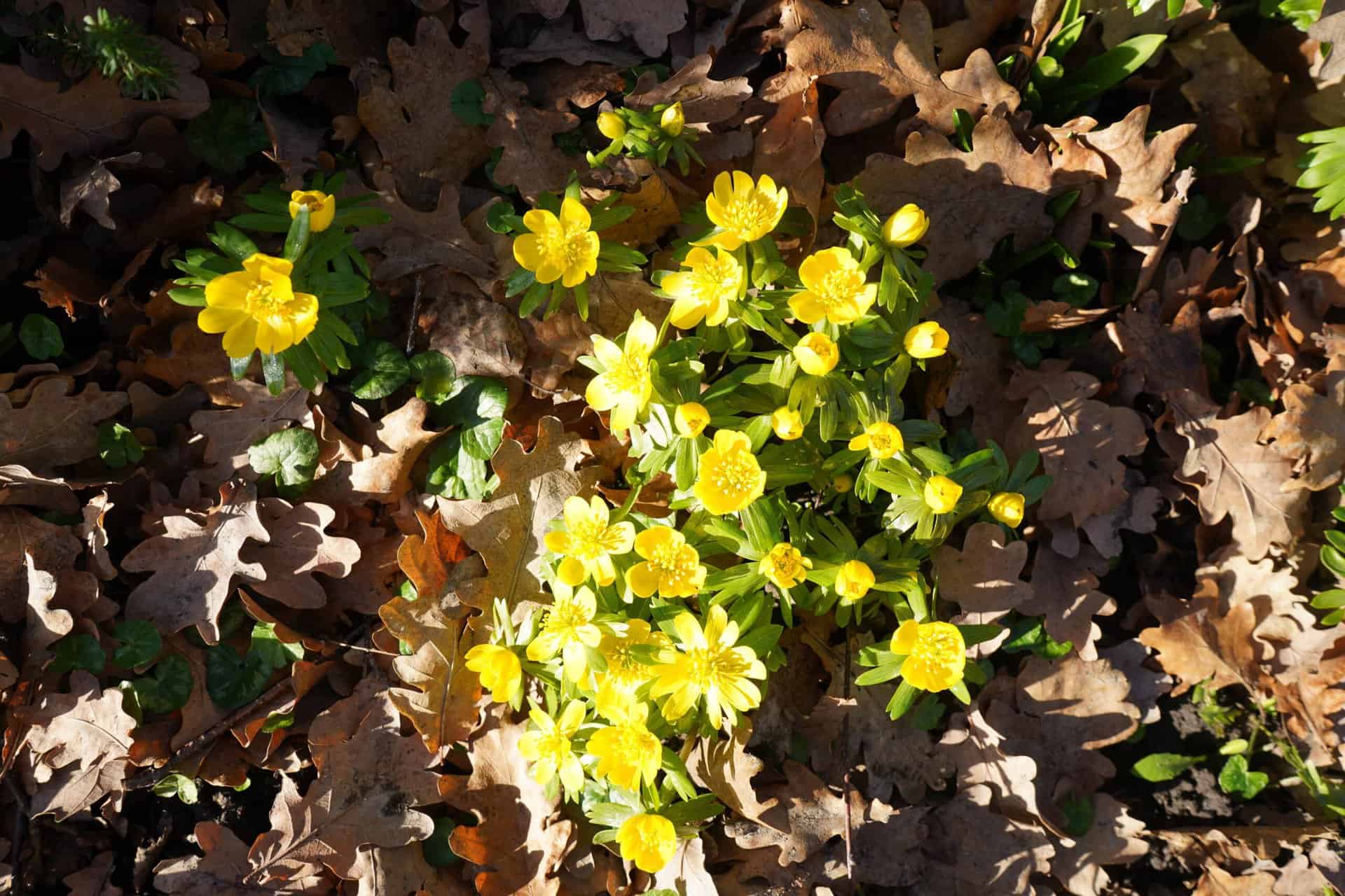 Signs of Spring - Capel Manor Gardens