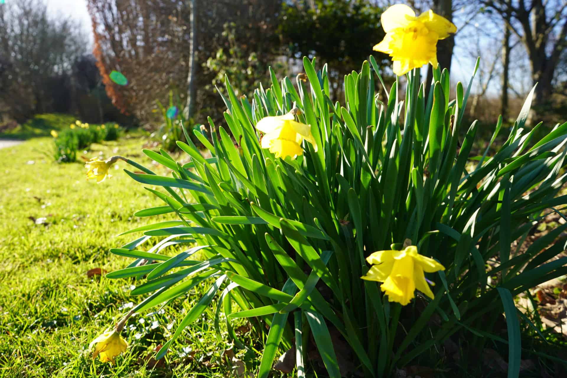Signs of Spring - Capel Manor Gardens