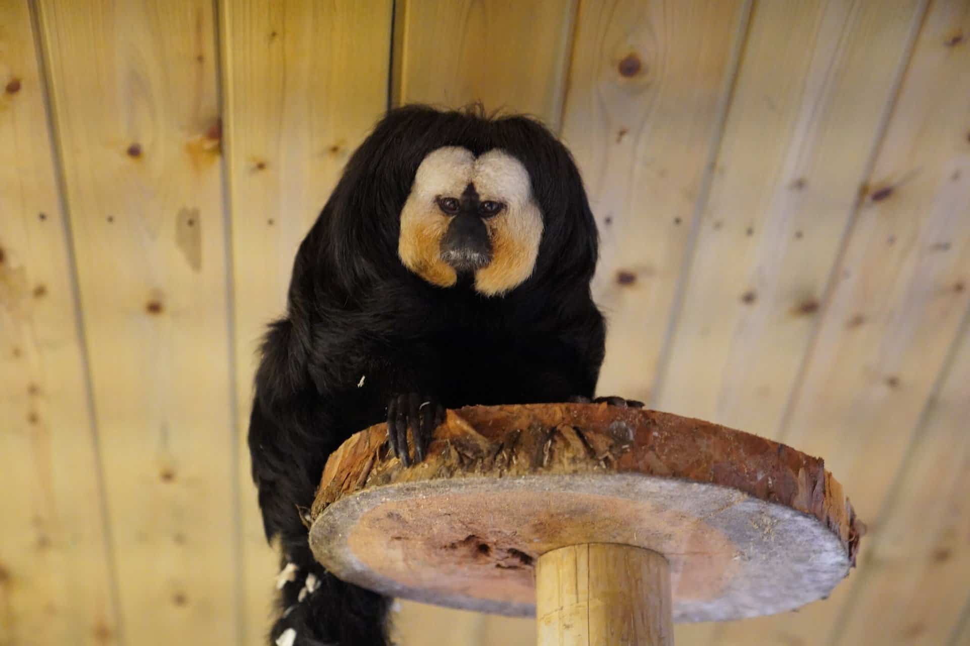 Saki Monkeys Enjoy New Home at Capel Manor Gardens - Capel Manor Gardens