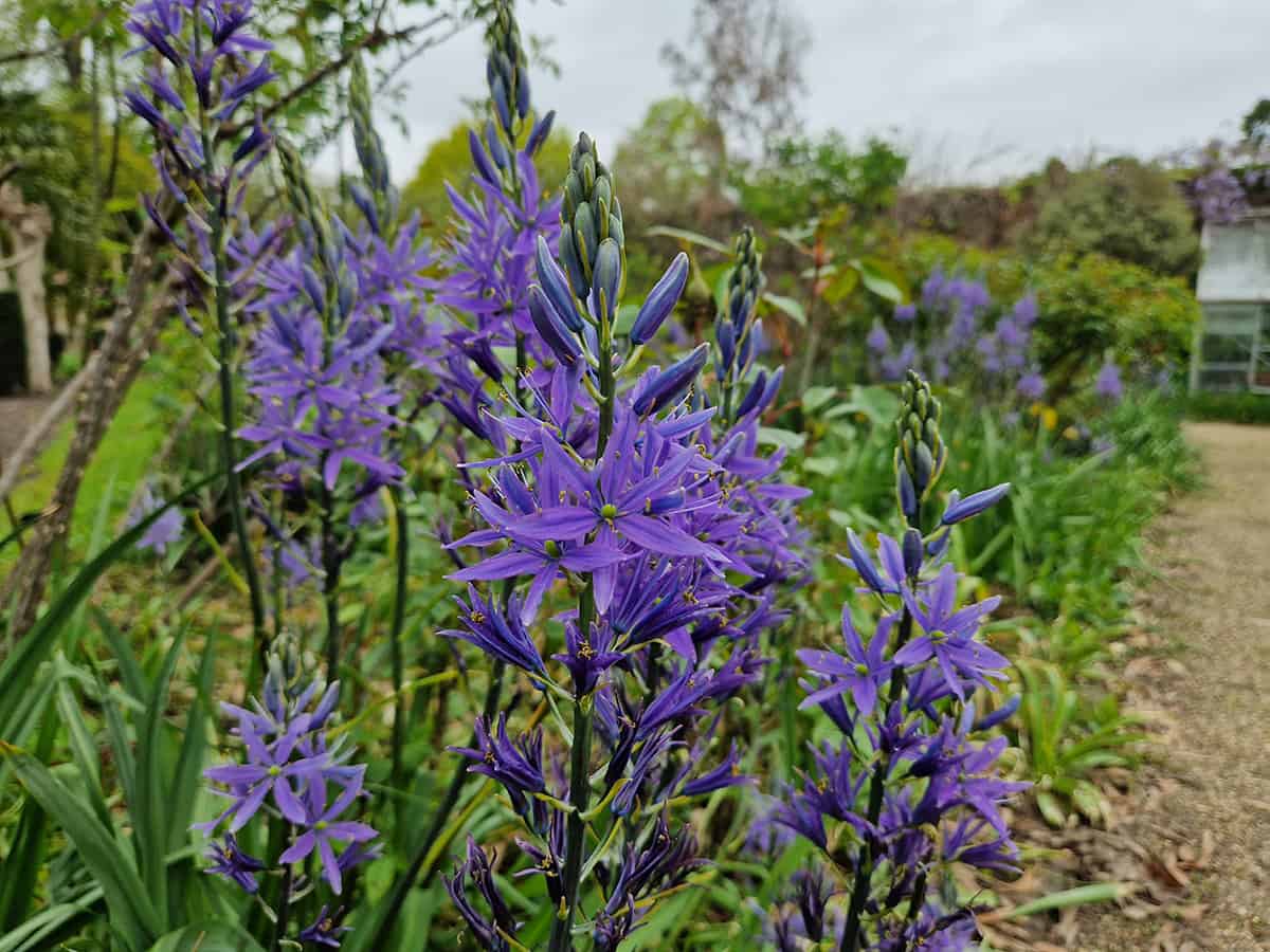 Exploring Capel Manor Gardens in May: A Floral Paradise - Capel Manor ...