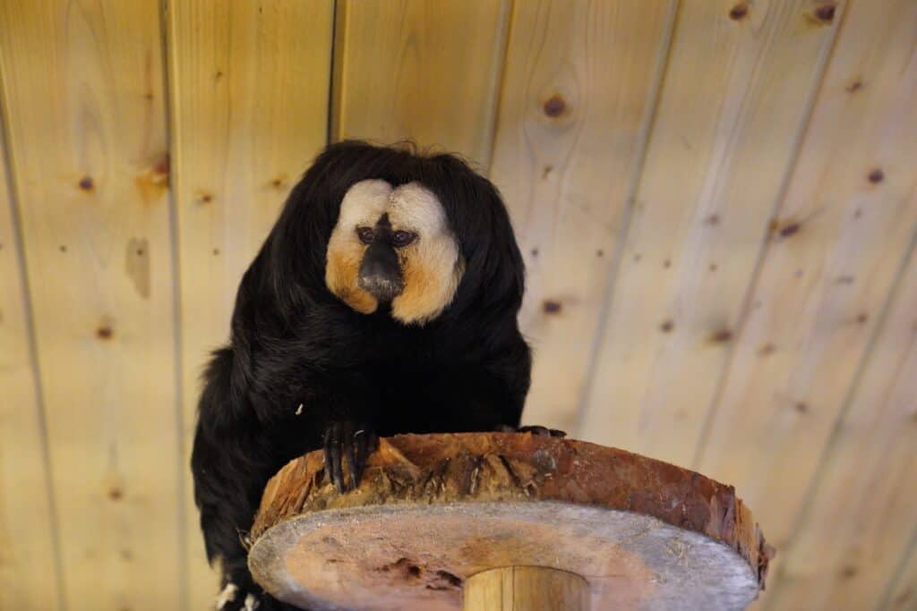 White-faced saki monkey - Capel Manor Gardens