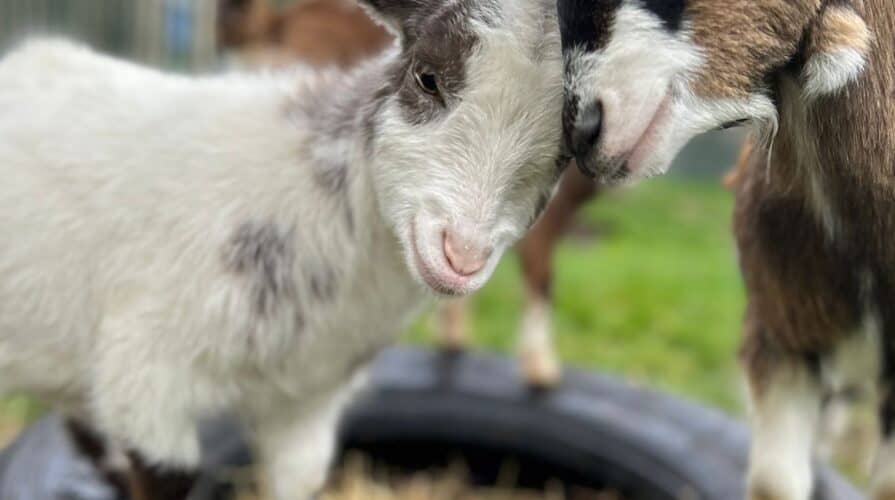 Animal experience taster session - Capel Manor Gardens