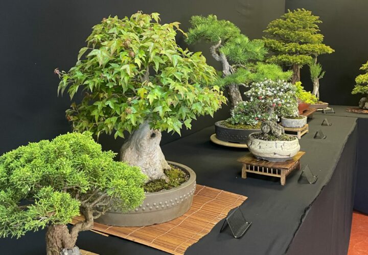 Bonsai Annual Show - Capel Manor Gardens
