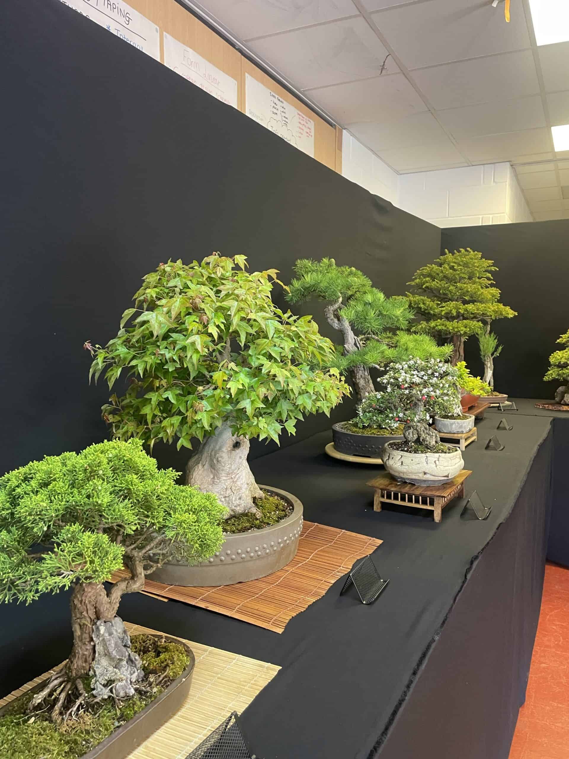 Bonsai Annual Show 2024