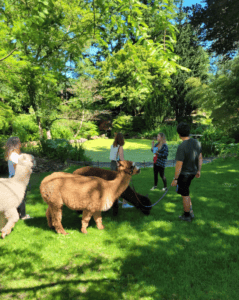 Alpaca walks - Capel Manor Gardens